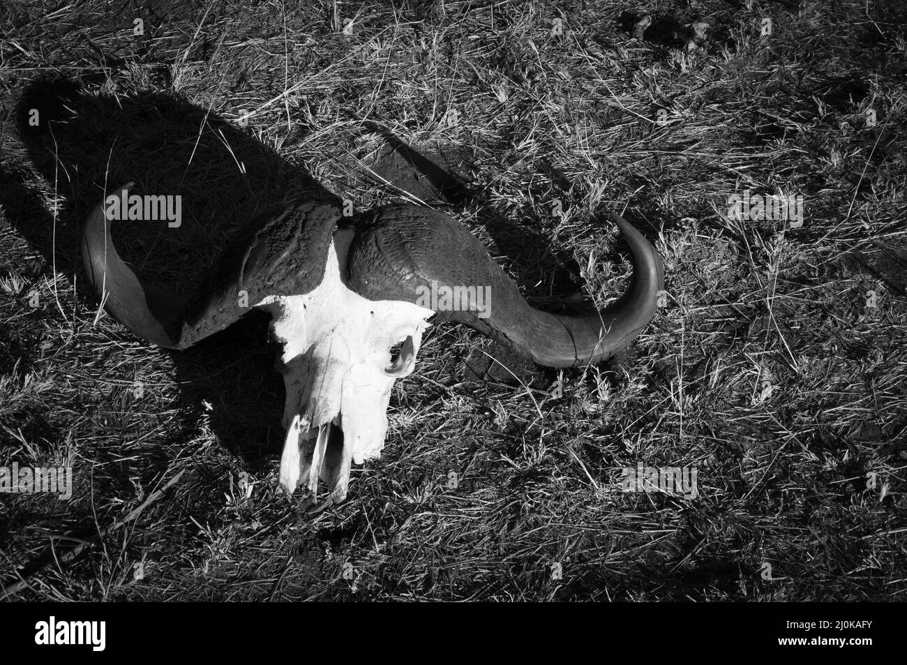 Dead buffalo black and white hi-res stock photography and images - Alamy
