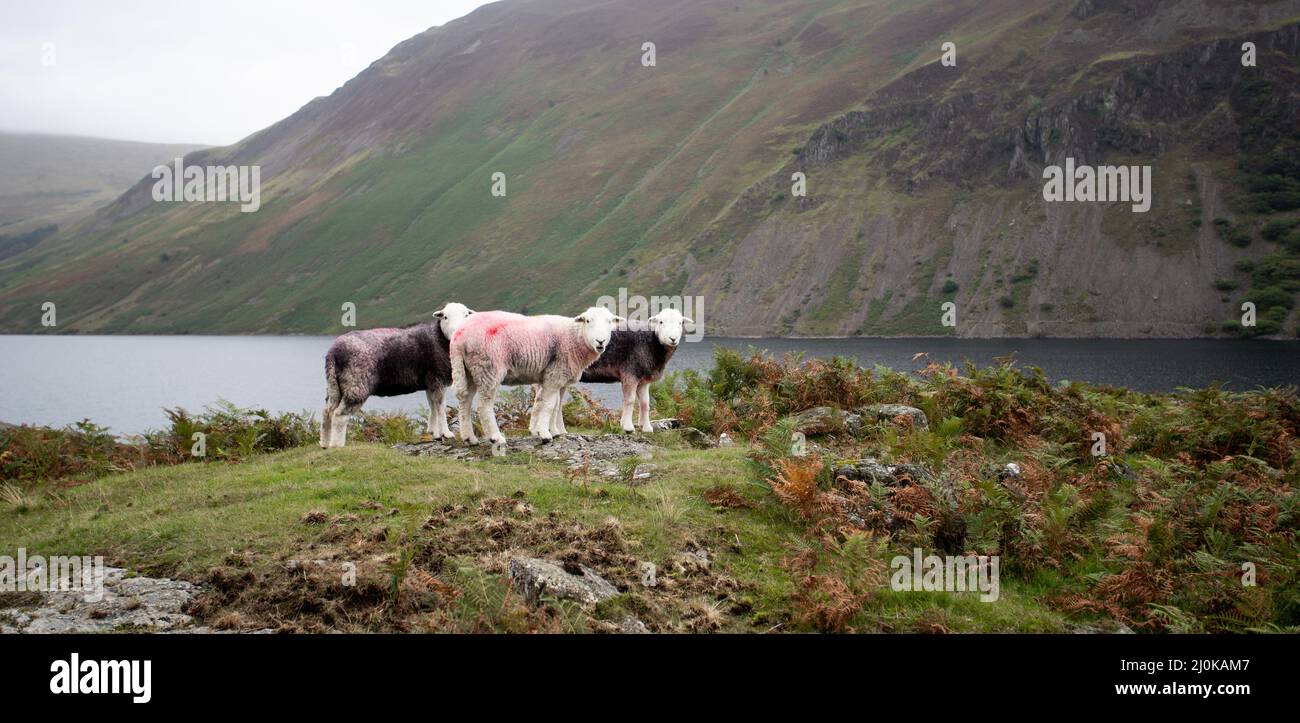 Wast Water, Lake District National Park Stock Photo - Alamy