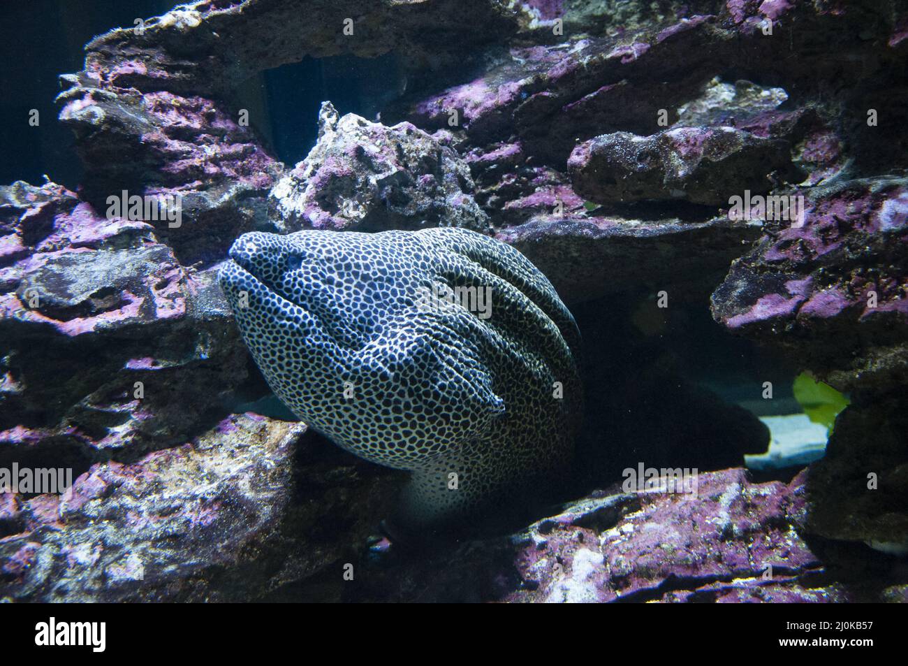 Closeup of a moray eel swimming in the water among violet corals Stock ...