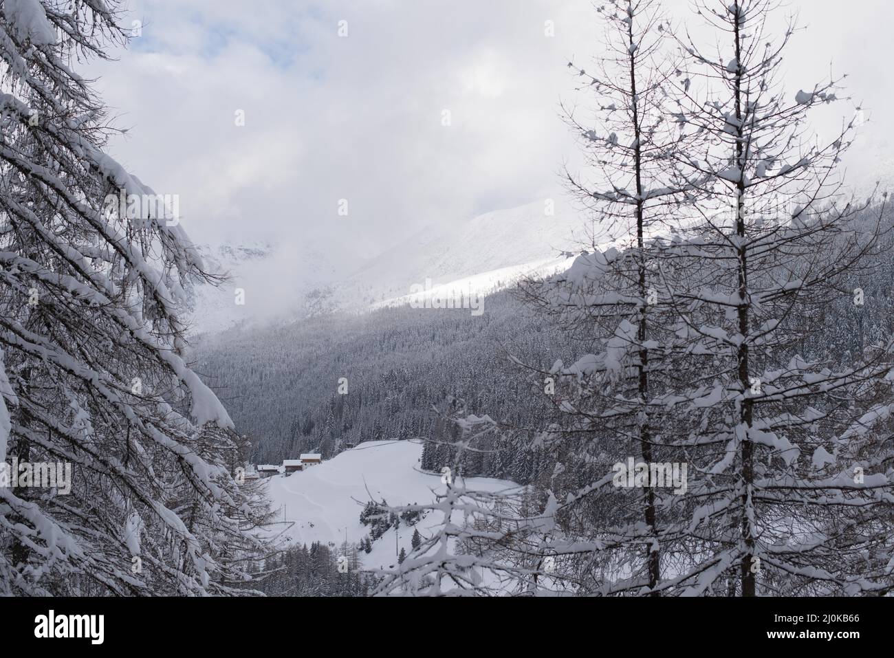 Beautiful winter landscape of snowy pine trees in the mountain forest on a gloomy day Stock ...