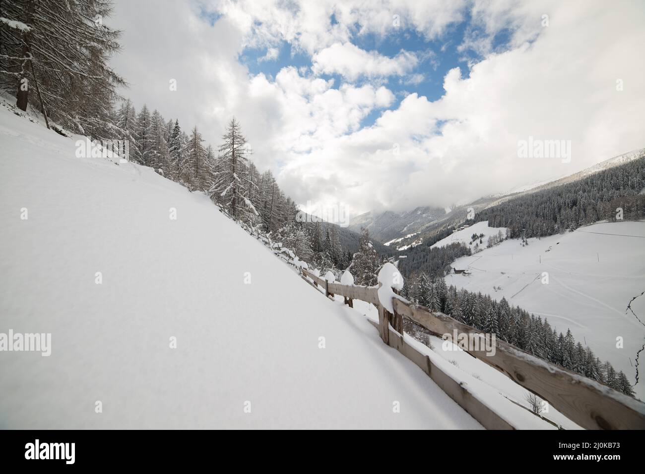Beautiful winter landscape of snowy pine trees in the mountain forest ...