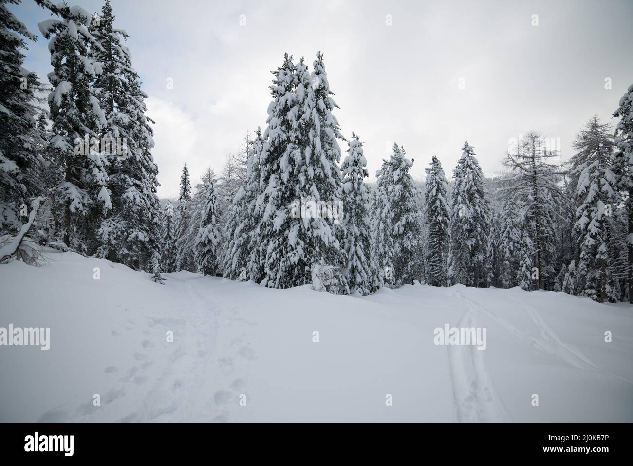 Beautiful winter landscape of snowy pine trees in the mountain forest on a gloomy day Stock ...