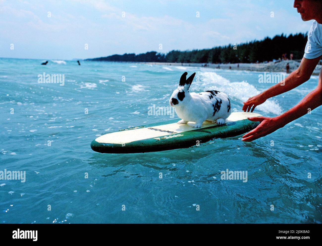 Rabbit and picture hi-res stock photography and images - Alamy