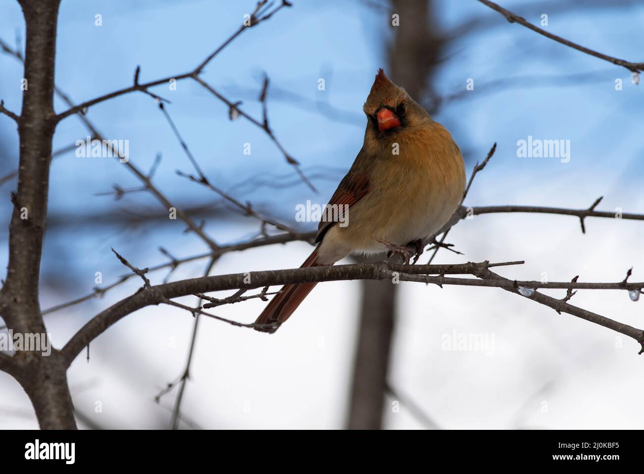A female northern cardinal perched on a tree branch. Cardinalis ...