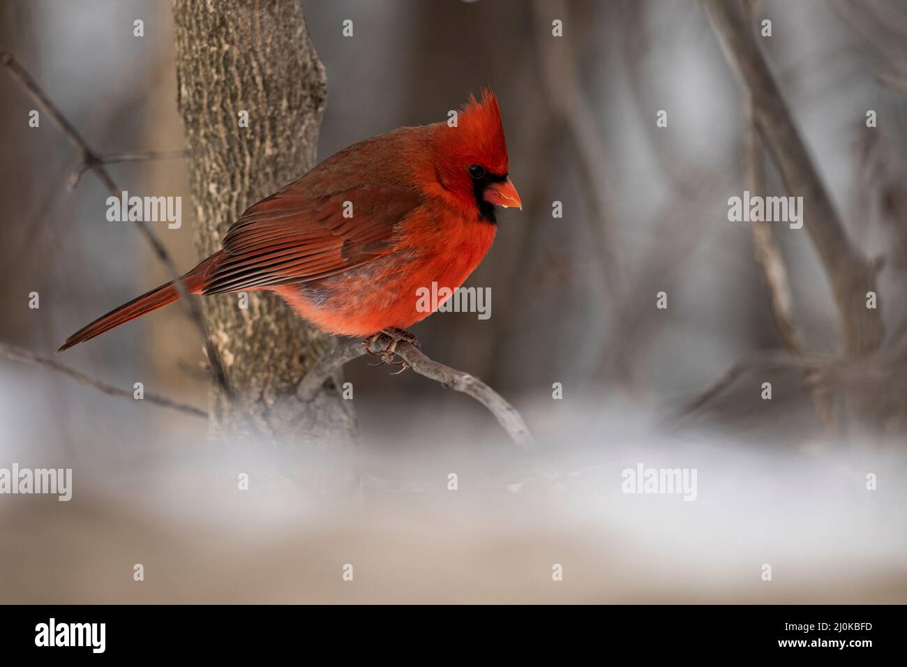 A male red northern cardinal perched on a branch Cardinalis cardinalis ...