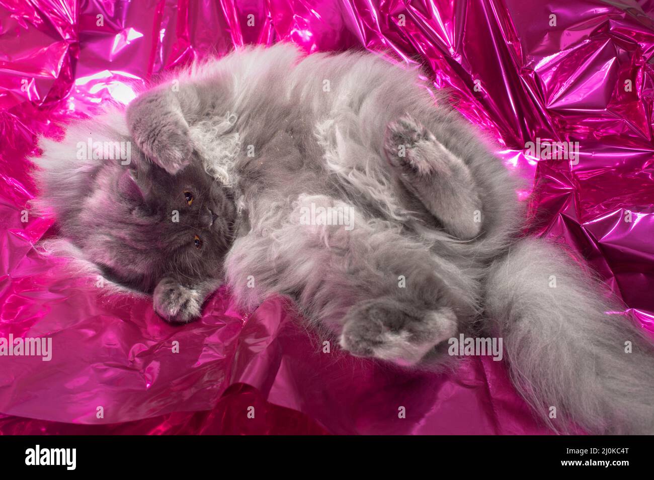 Cute fluffy long haired grey cat rolling around on shiny pink mylar ...