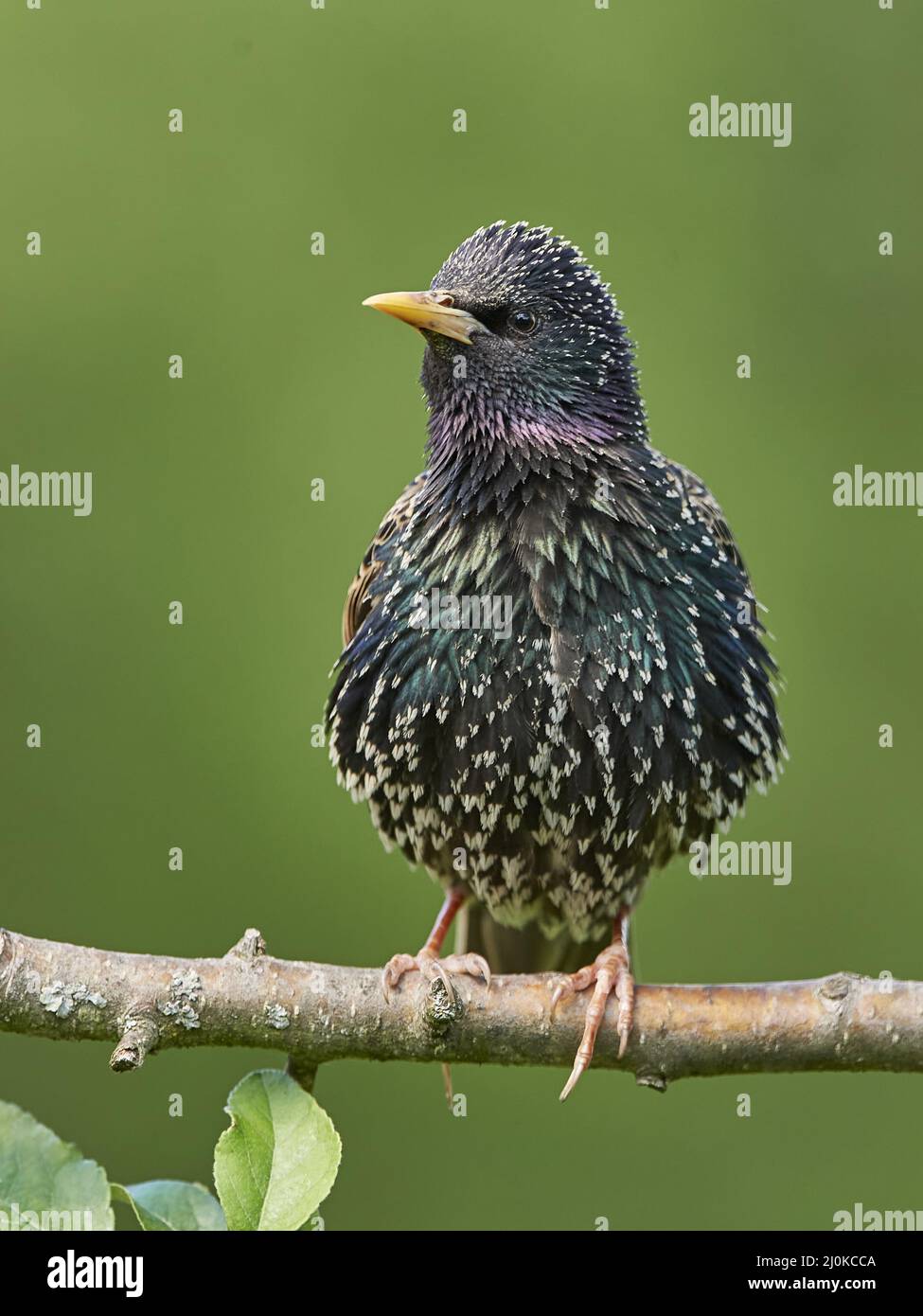 Star bird hi-res stock photography and images - Alamy