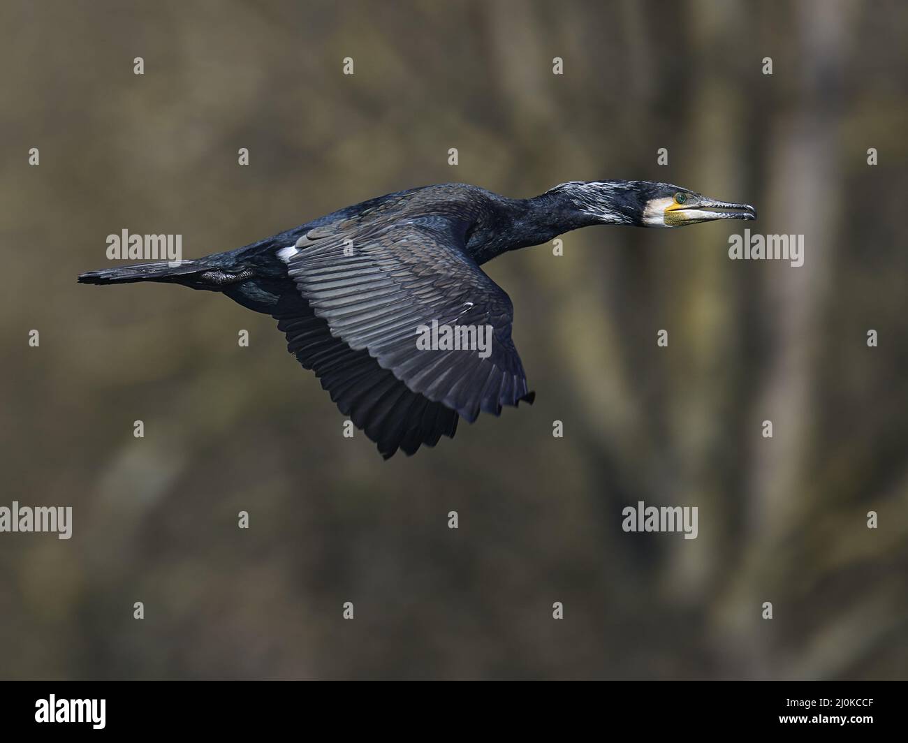 Kormoran sea raven cormorant hi-res stock photography and images - Alamy