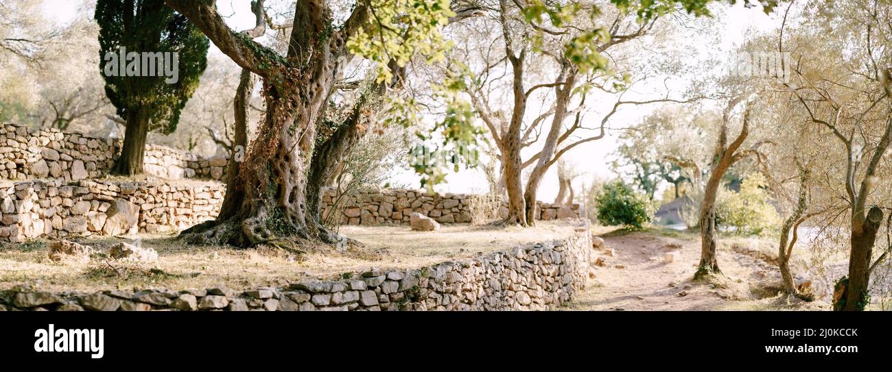 Panoramic frame in an olive grove. A multi-storey grove on a hill with ...