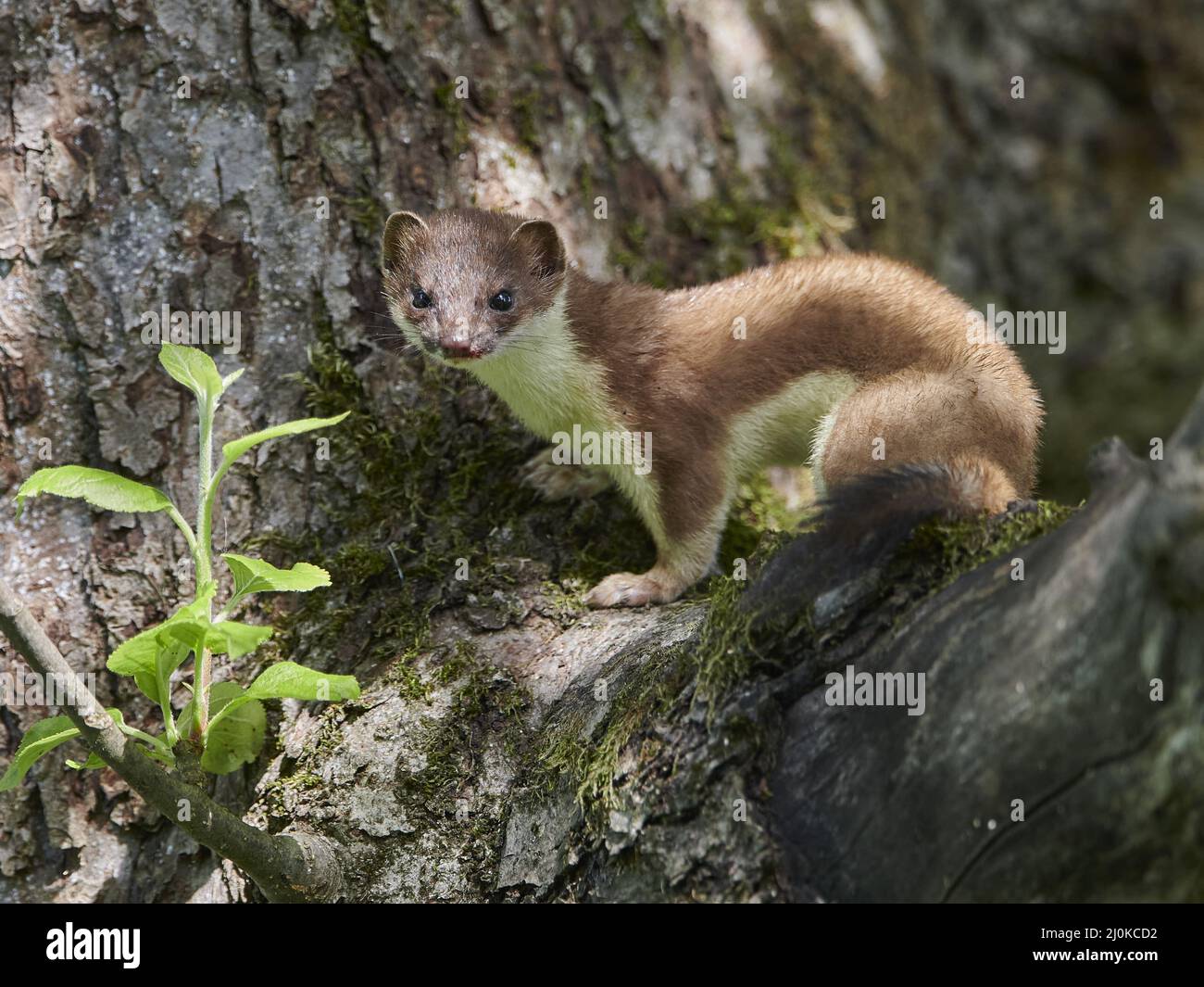 Weasel tree hi-res stock photography and images - Alamy