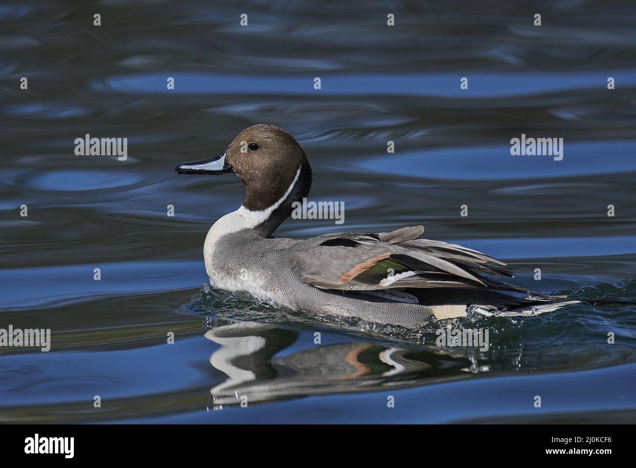 Pintails hi-res stock photography and images - Alamy
