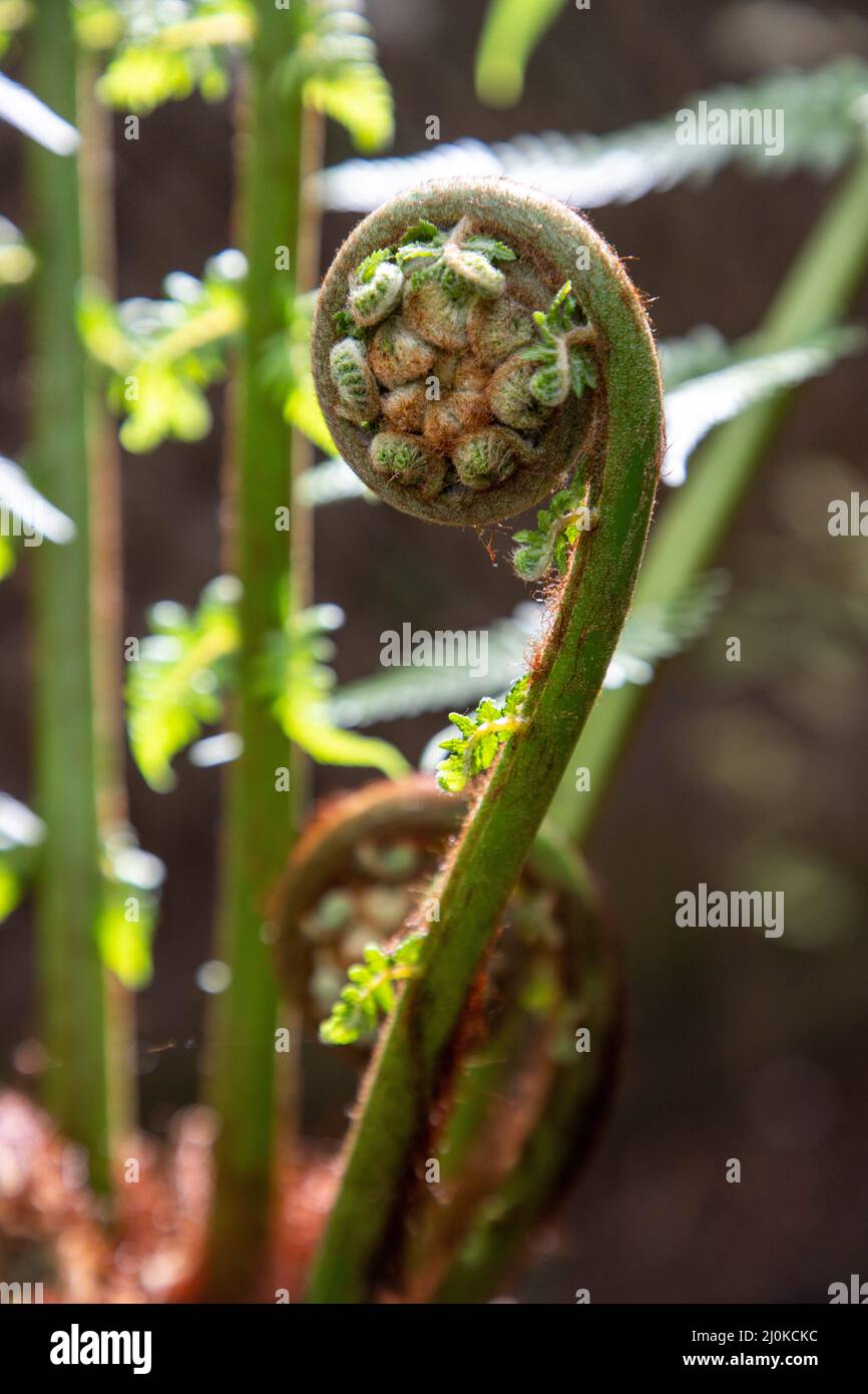 Fern tree frond unculring in a garden in Berkeley, California Stock ...