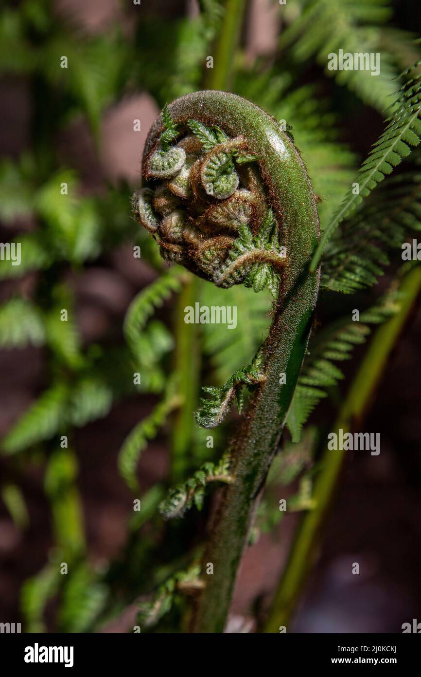 Fern tree frond unculring in a garden in Berkeley, California Stock ...