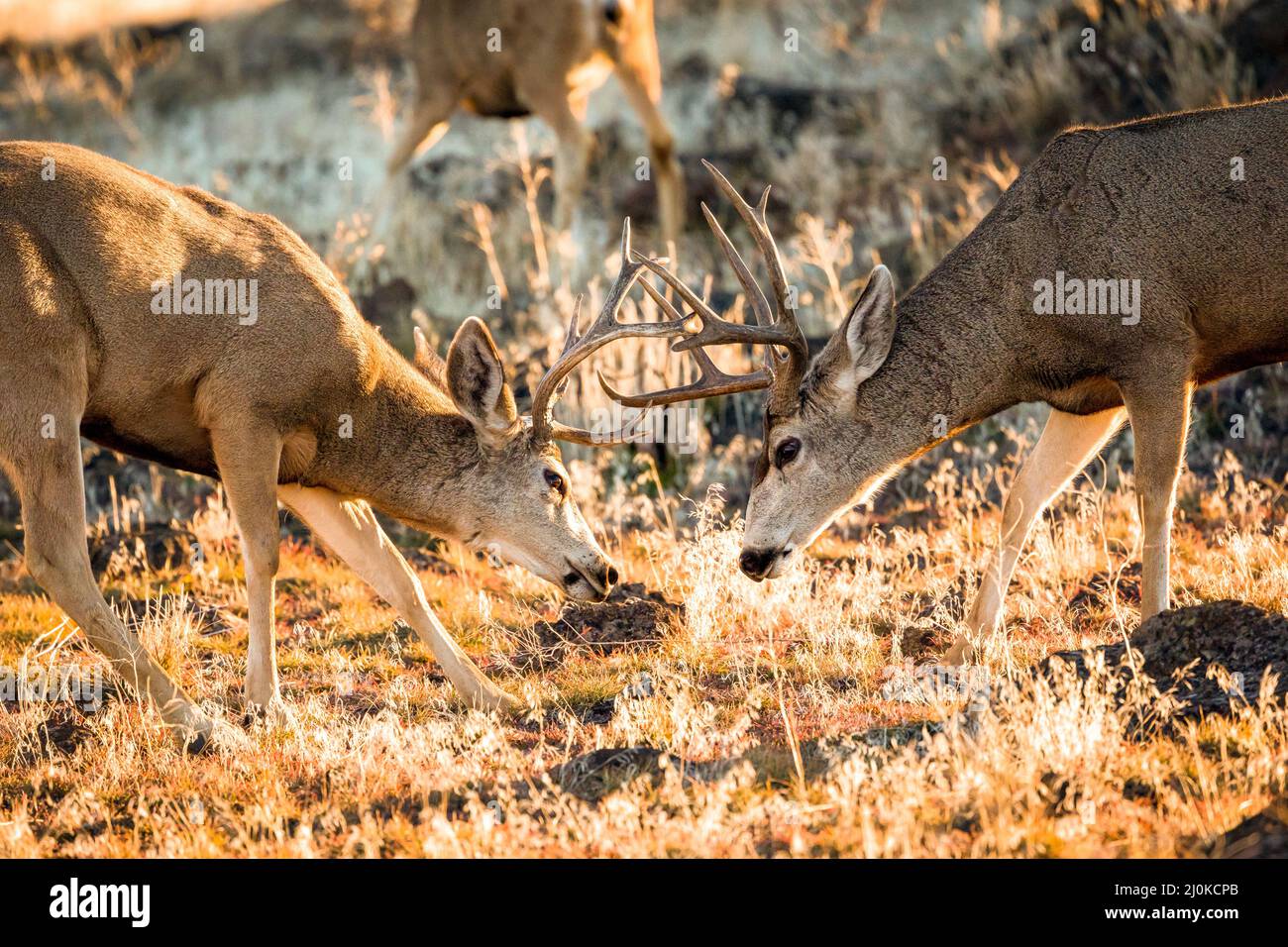 Closeup of two deer fighting with their horns standing on the yellow ...