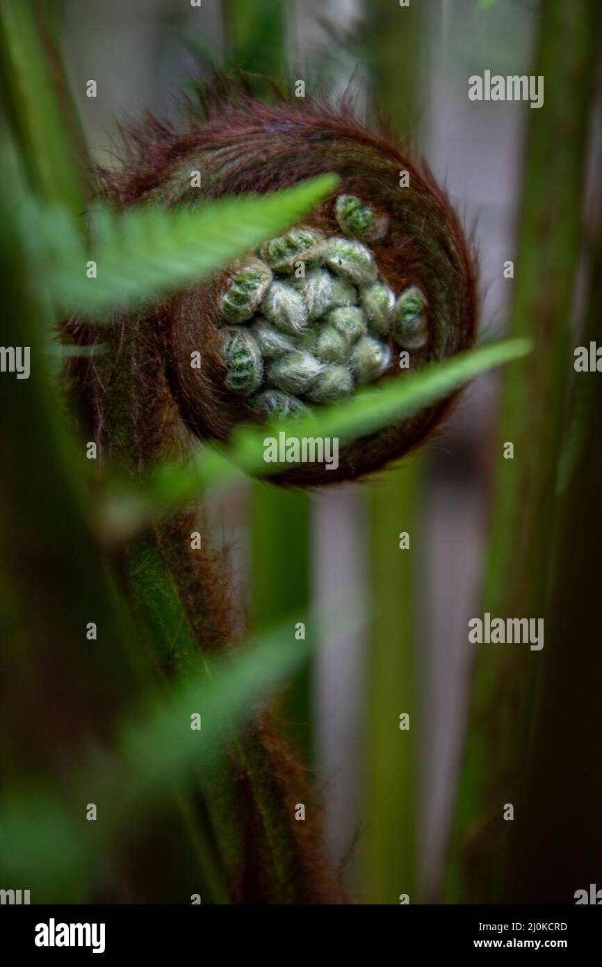 Fern tree frond unculring in a garden in Berkeley, California Stock ...