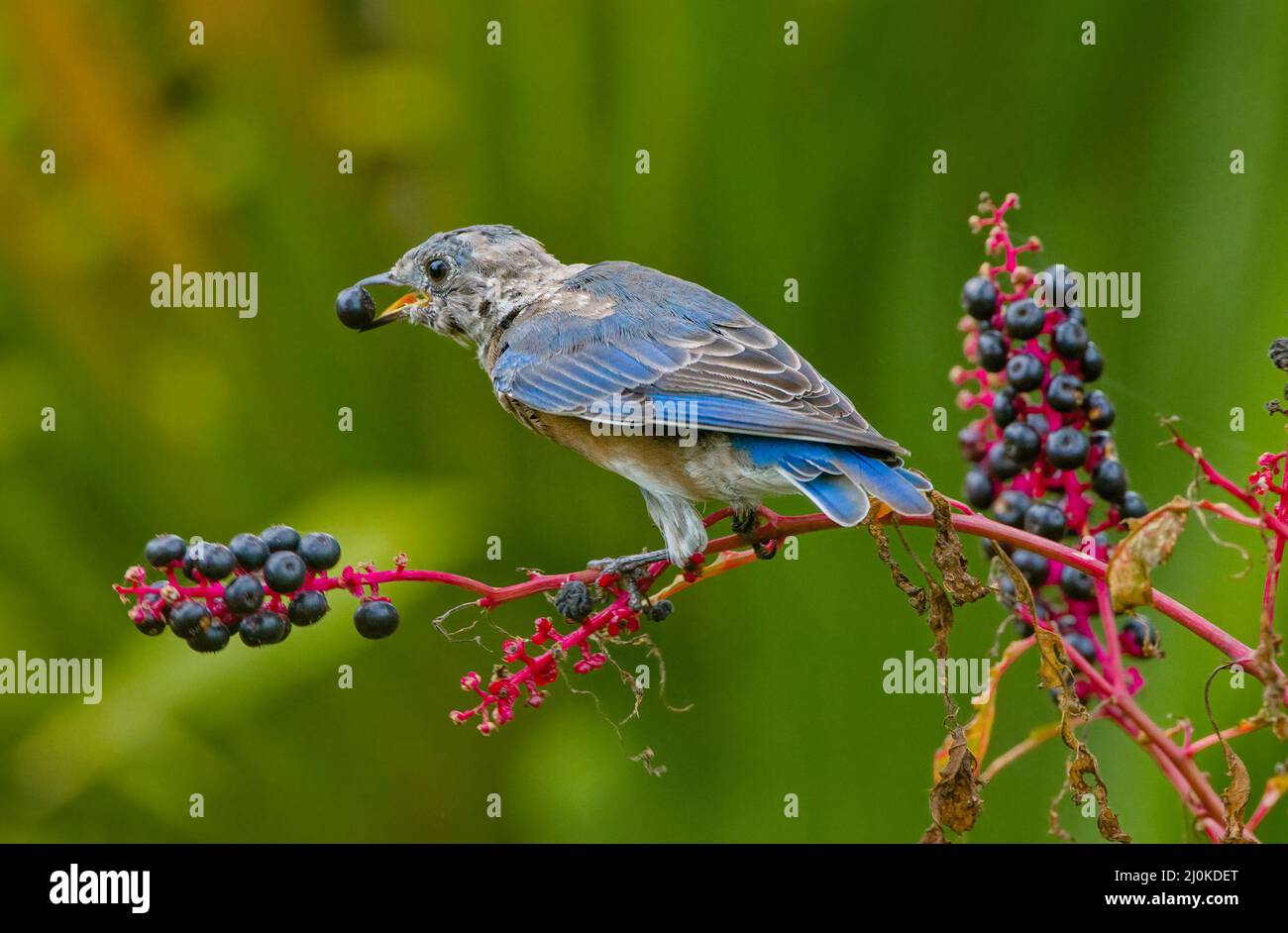 Pokeweed bird hi-res stock photography and images - Alamy