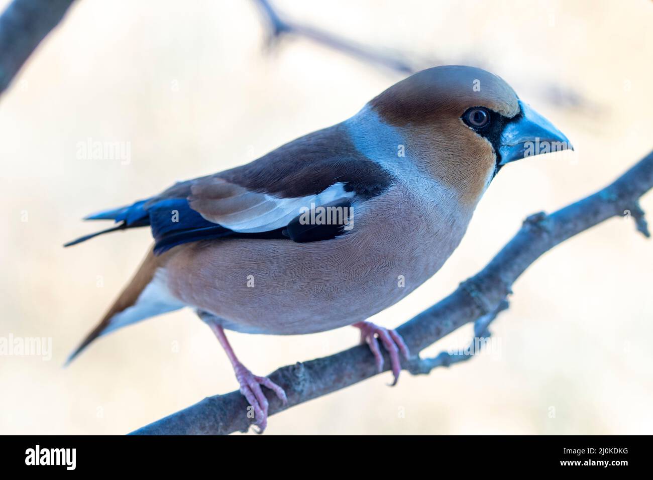 Hawfinch singing hi-res stock photography and images - Alamy
