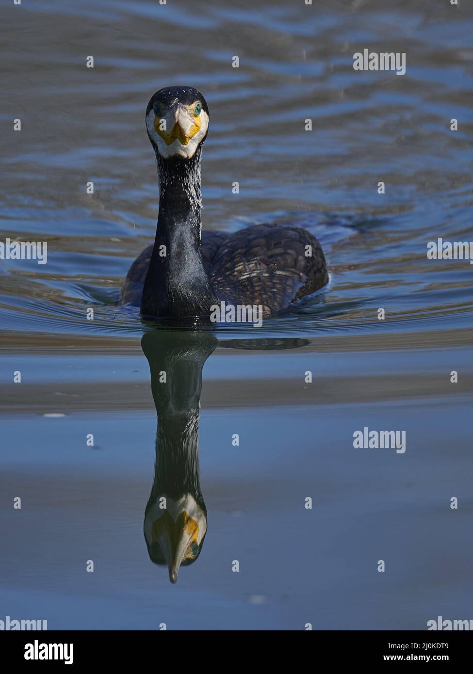 Kormoran sea raven cormorant hi-res stock photography and images - Alamy
