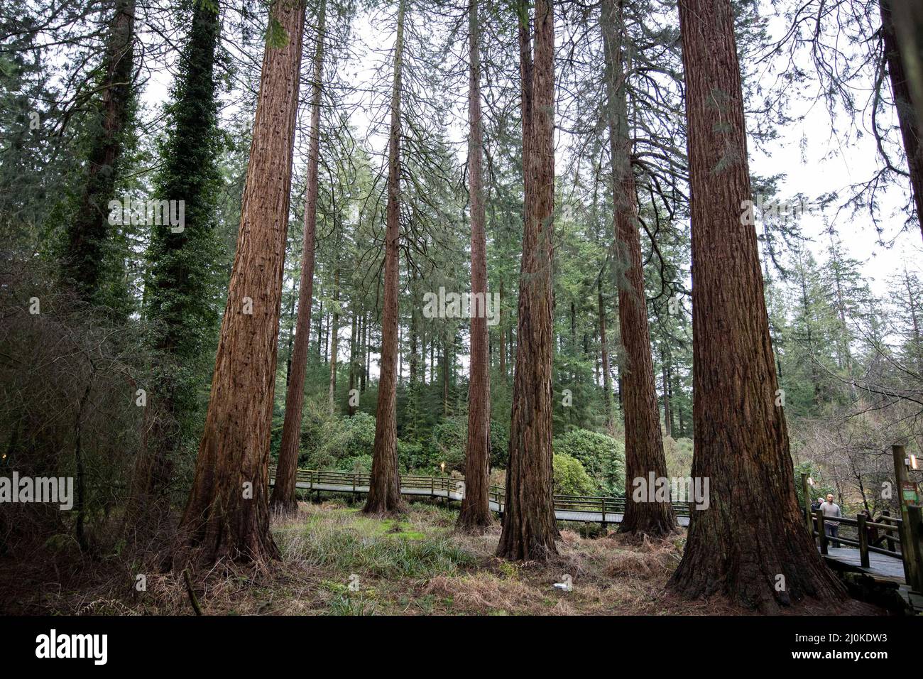 Giant Redwood Trees at Centre Parcs Longleat on the 3rd March 2022 ...