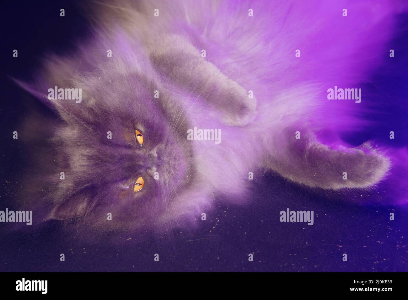 Funny long haired grey cat lying on his back, lit by purple light with ...