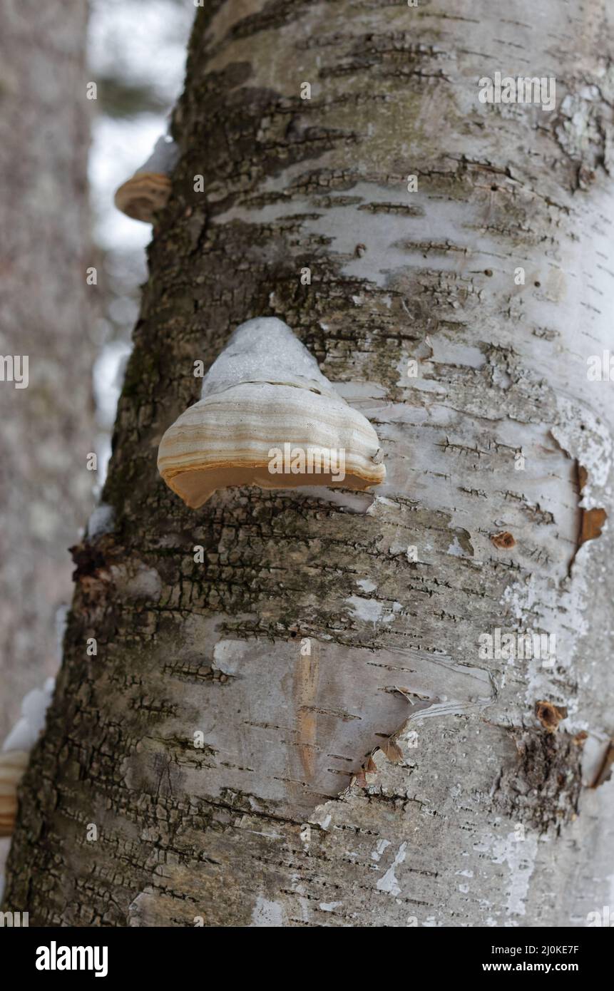 Mushrooms growing on birch tree hi-res stock photography and images - Alamy