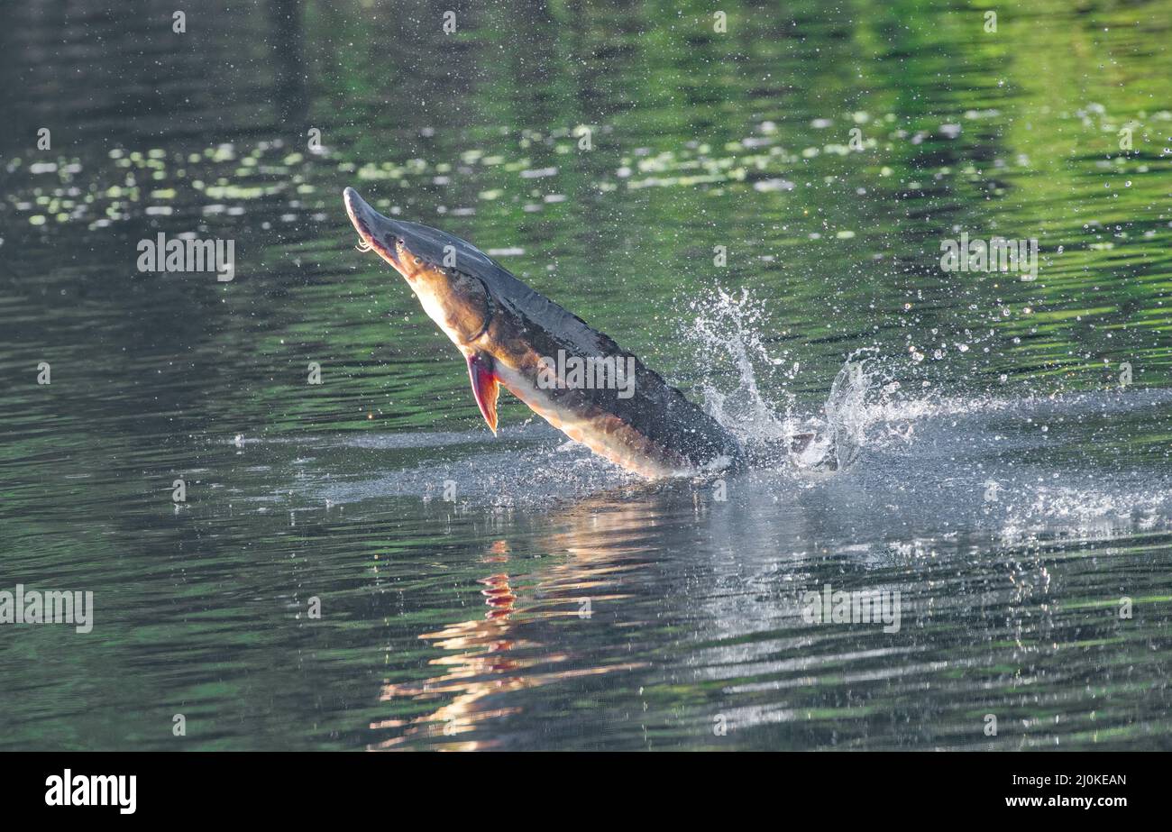 Jumping sturgeon hi-res stock photography and images - Alamy