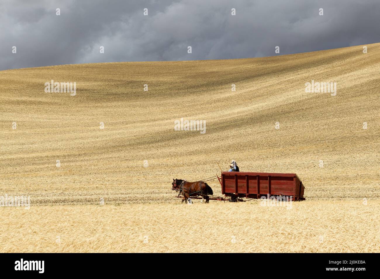 Draft horse wagon hi-res stock photography and images - Alamy