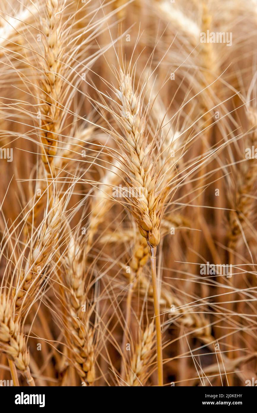 Dry wheat stalks hi-res stock photography and images - Alamy