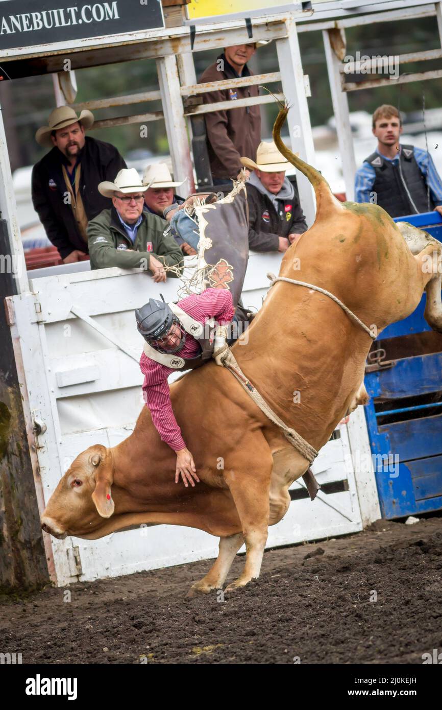 Bull on rope hi-res stock photography and images - Alamy