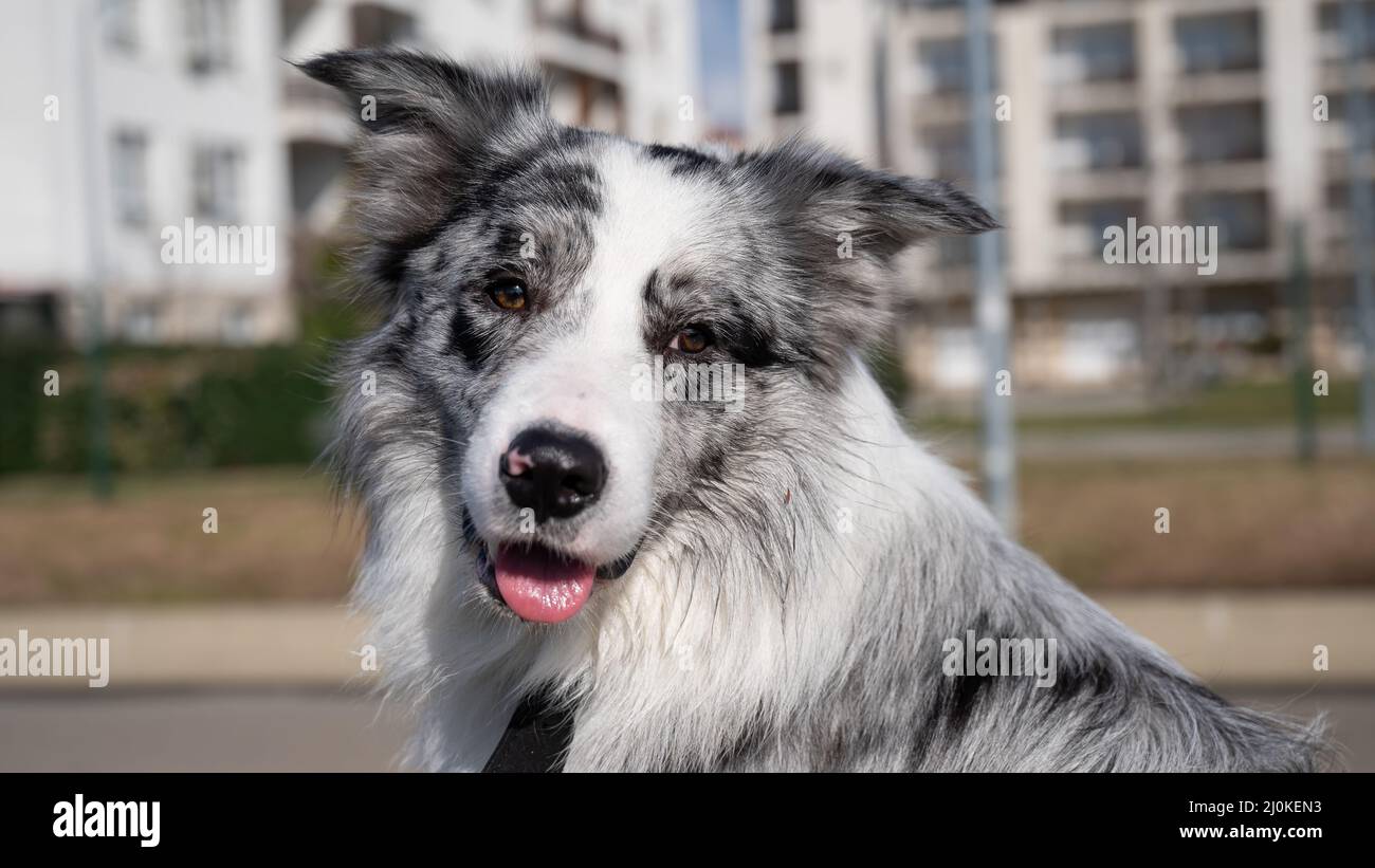 Portrait of a spotted border collie on a walk along the embankment ...