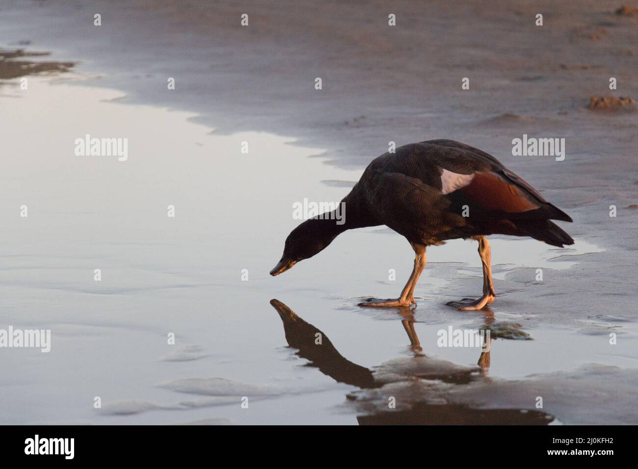 The view of paradise shelduck drinking water from river Stock Photo - Alamy