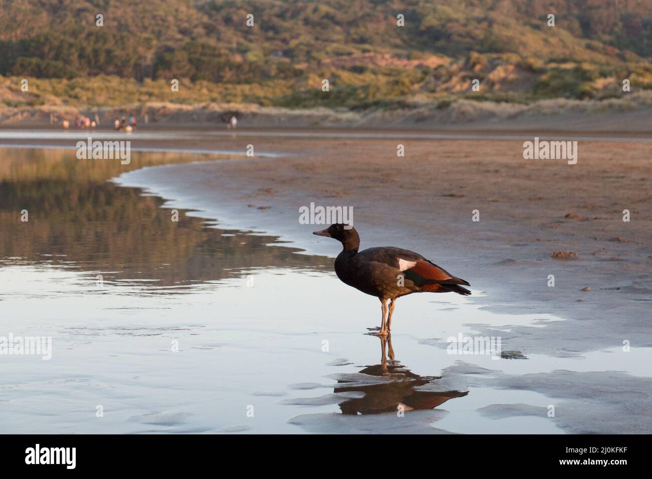 The view of paradise shelduck drinking water from river Stock Photo - Alamy