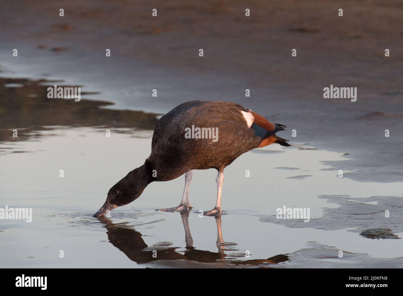 The view of paradise shelduck drinking water from river Stock Photo - Alamy