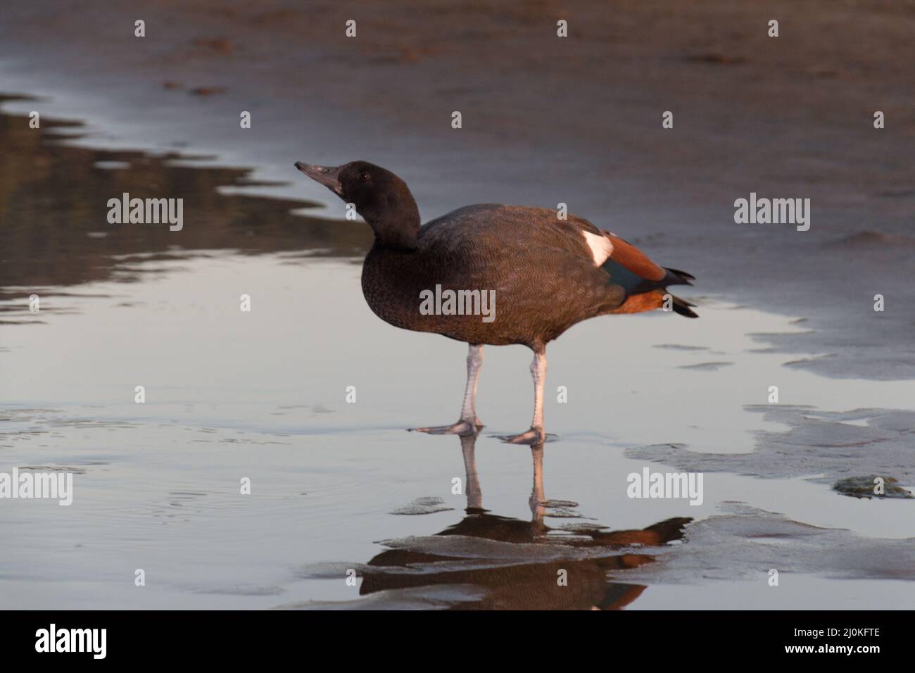 The view of paradise shelduck drinking water from river Stock Photo - Alamy