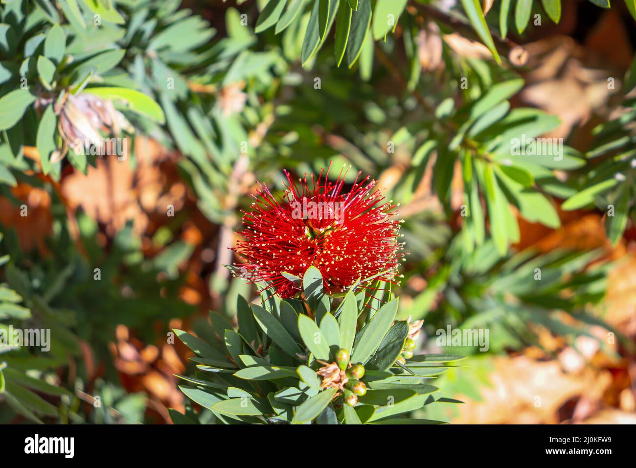 Spiky red flowers green leaves hi-res stock photography and images - Alamy