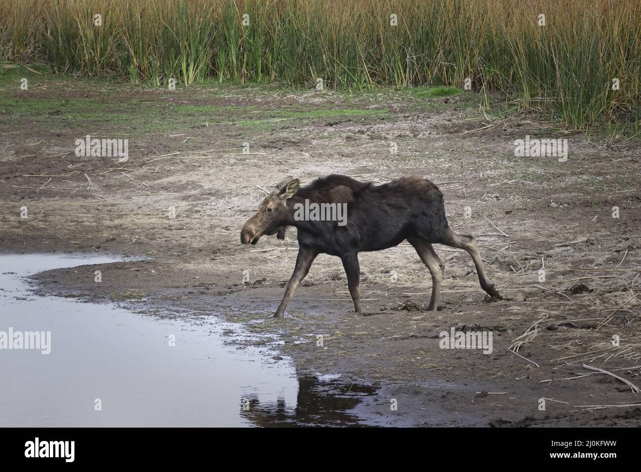 Female moose hi-res stock photography and images - Alamy