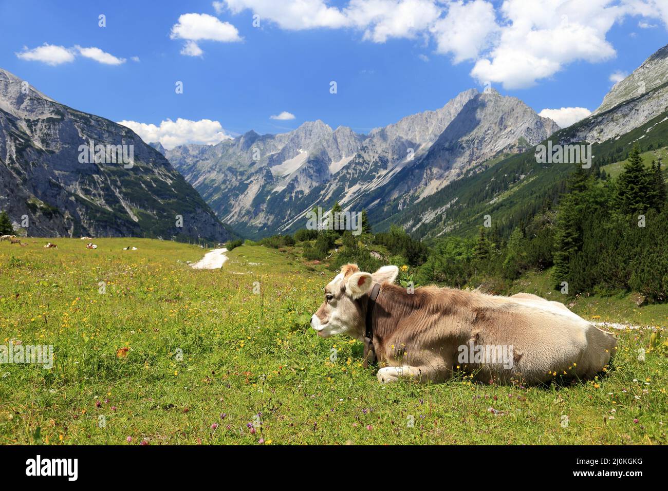 Mountains and cow hi-res stock photography and images - Alamy