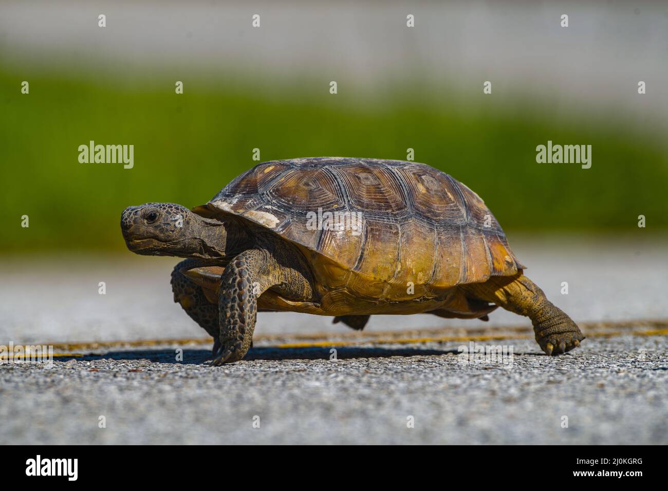 Grumpy turtle hi-res stock photography and images - Alamy