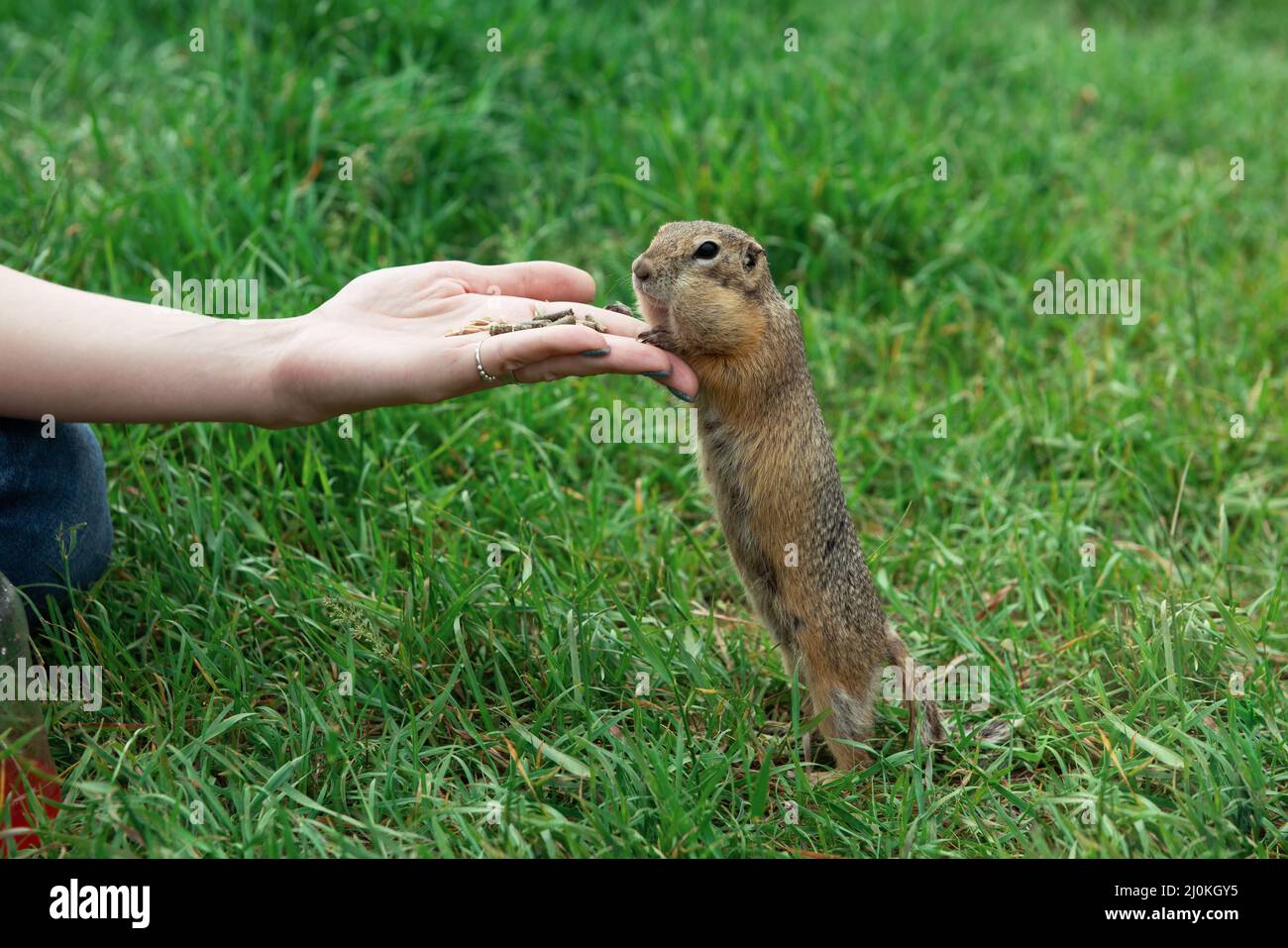 Gopher feeding hi-res stock photography and images - Alamy