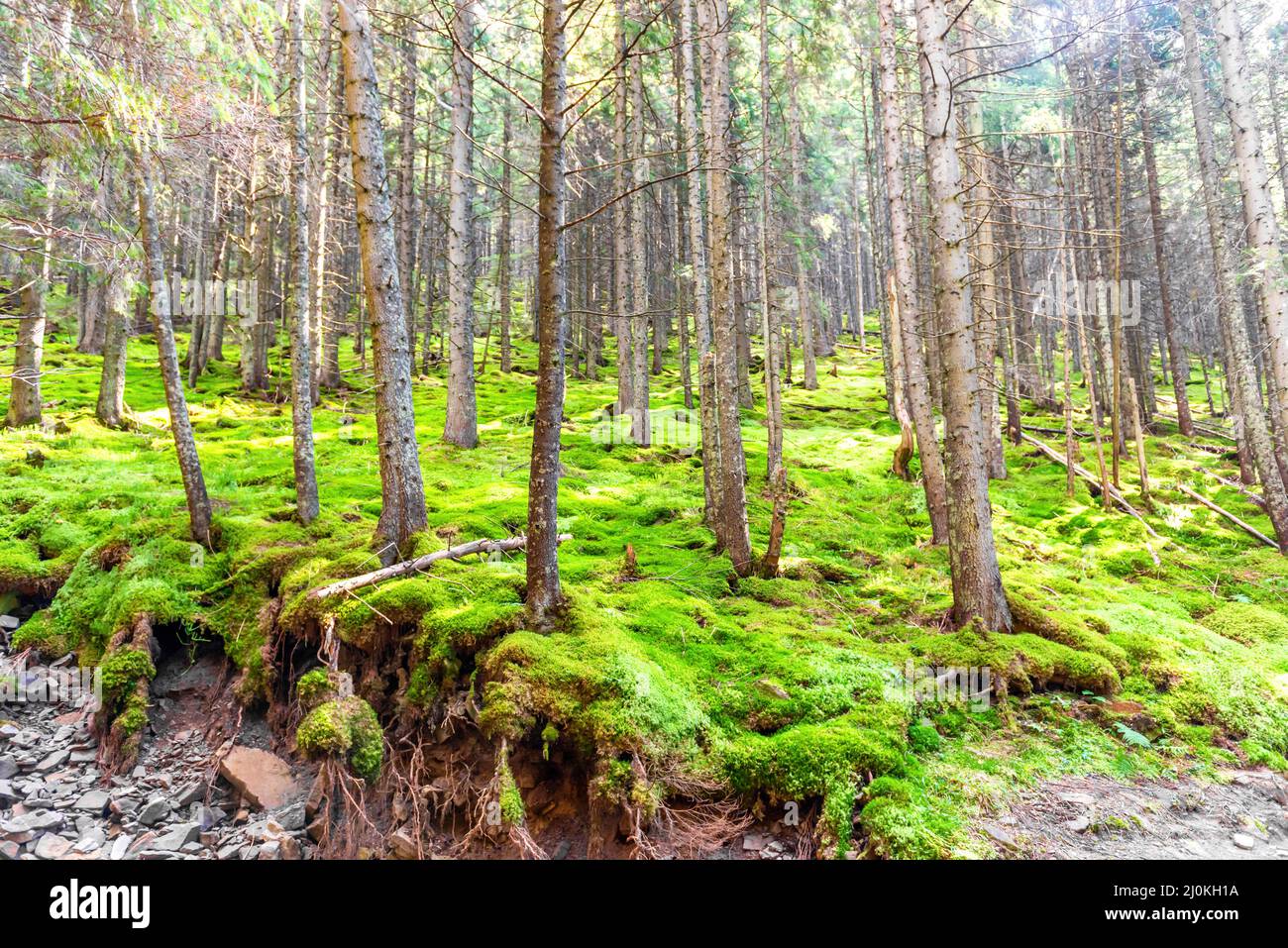 Landscape pine forest green hi-res stock photography and images - Alamy