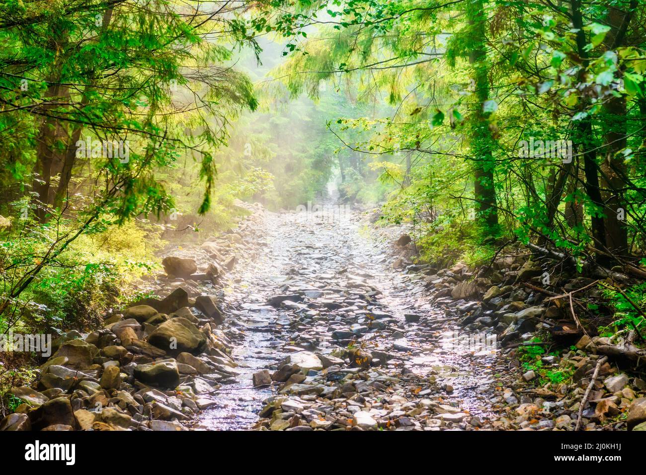 Rain green forest , rain season hi-res stock photography and images - Alamy