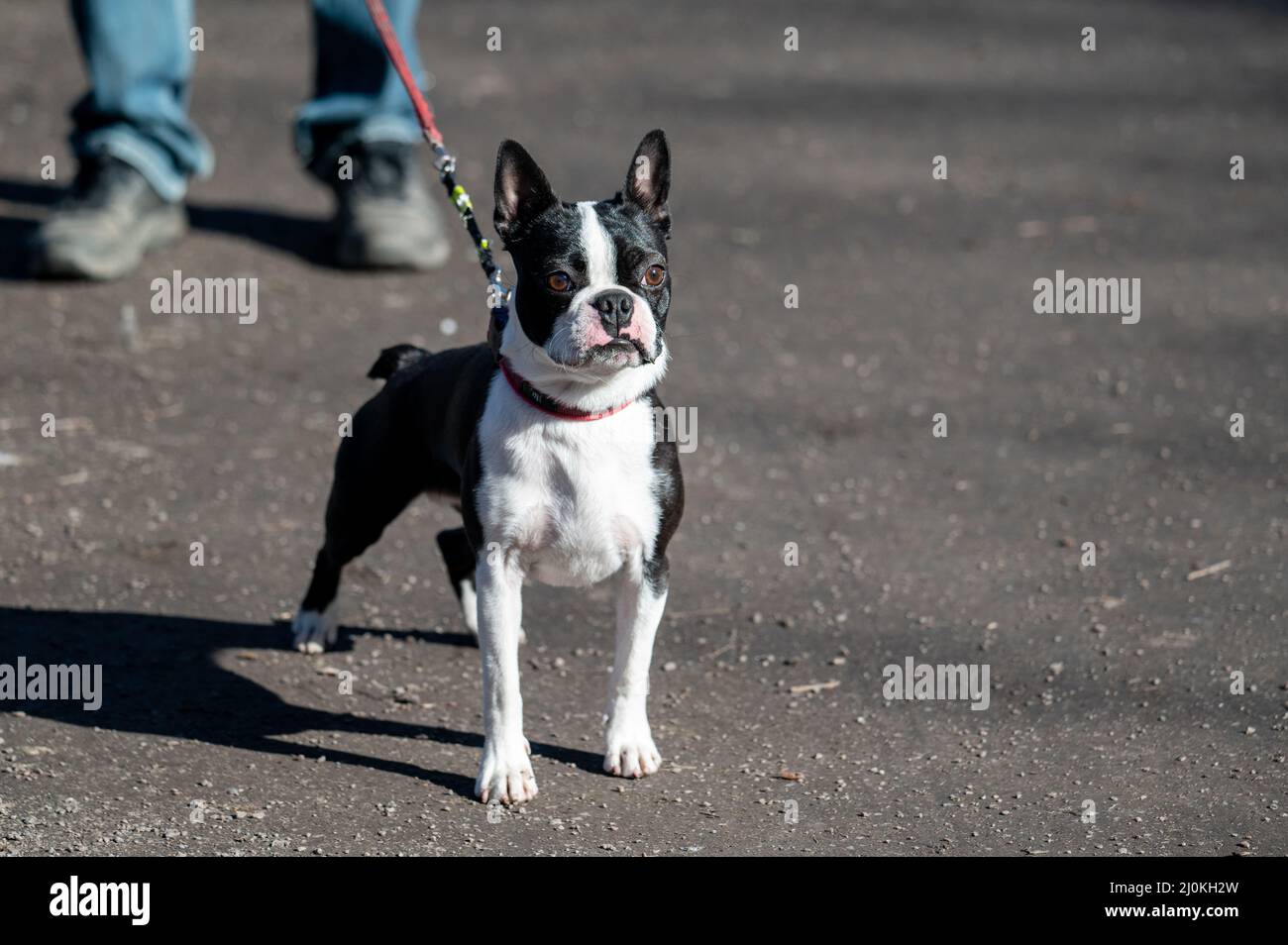 Almost one-year-old male Boston terrier. This breed known as the ...