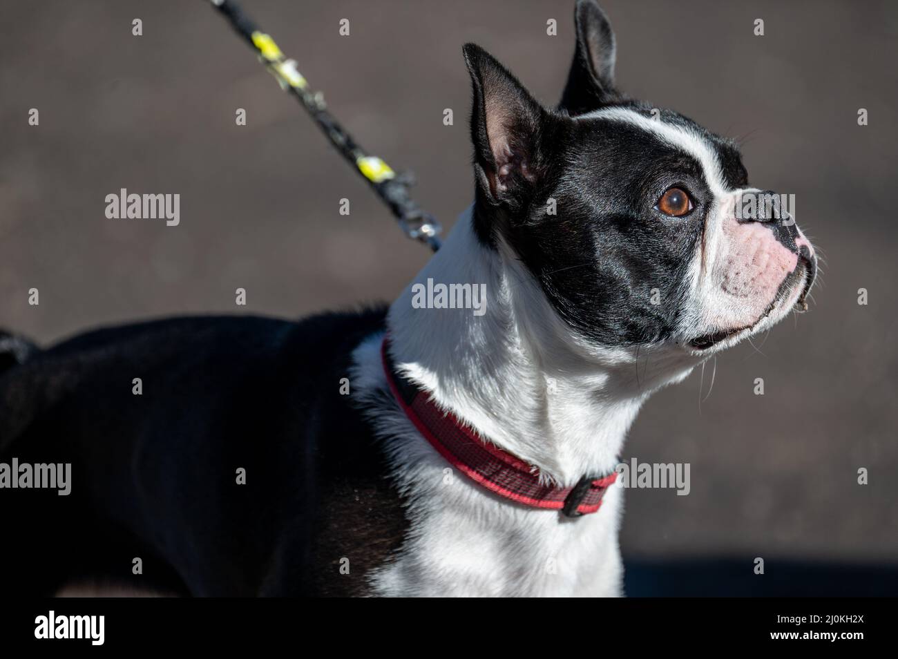 Almost one-year-old male Boston terrier. This breed known as the ...