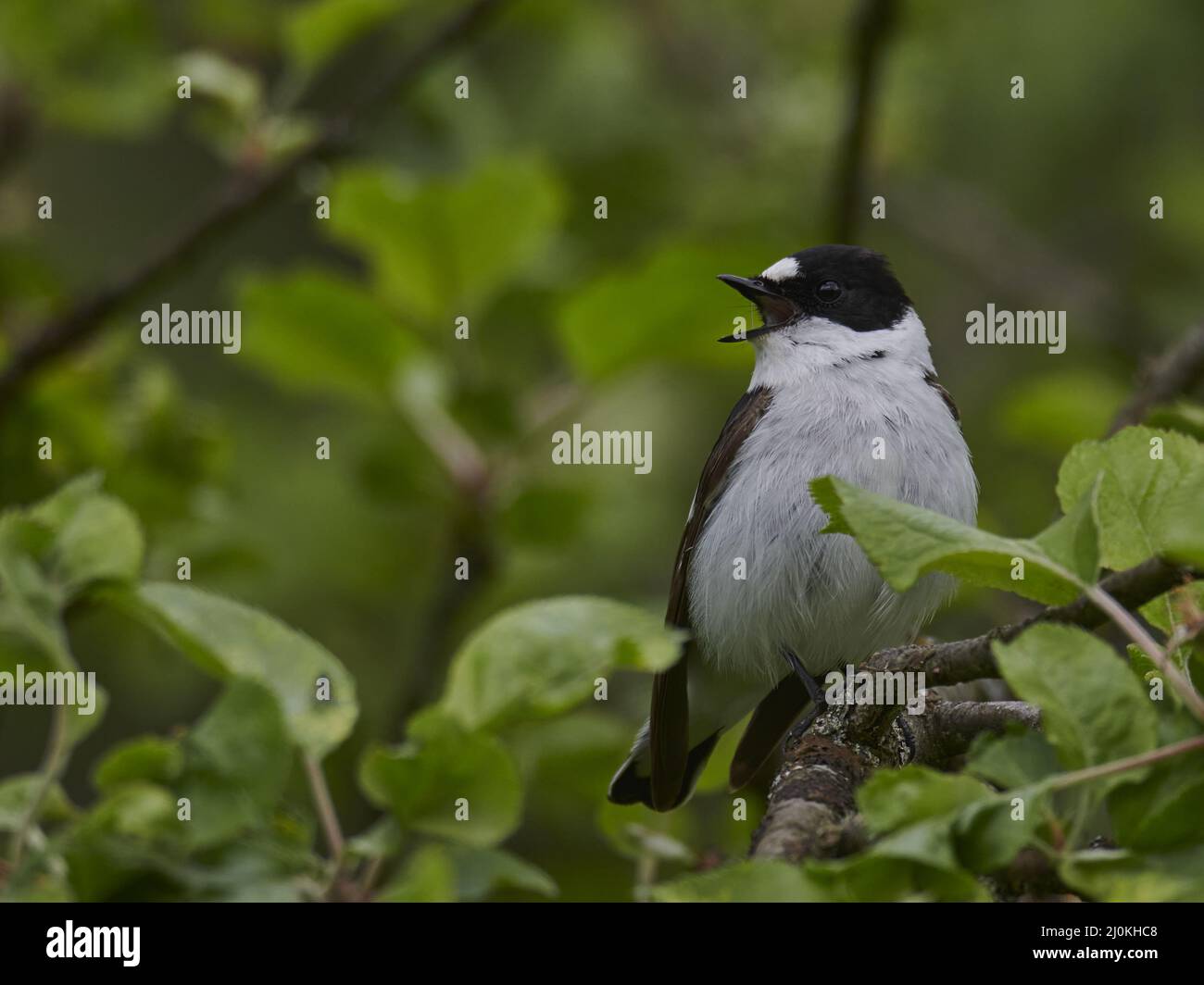 Halsbandschnaepper hi-res stock photography and images - Alamy