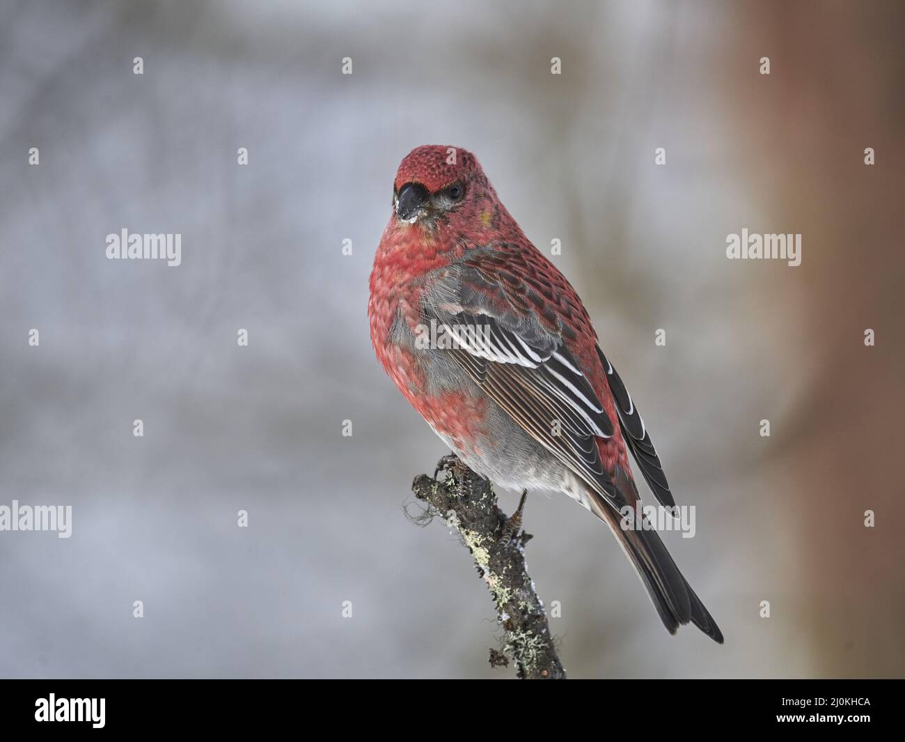 Songbird finch hi-res stock photography and images - Alamy