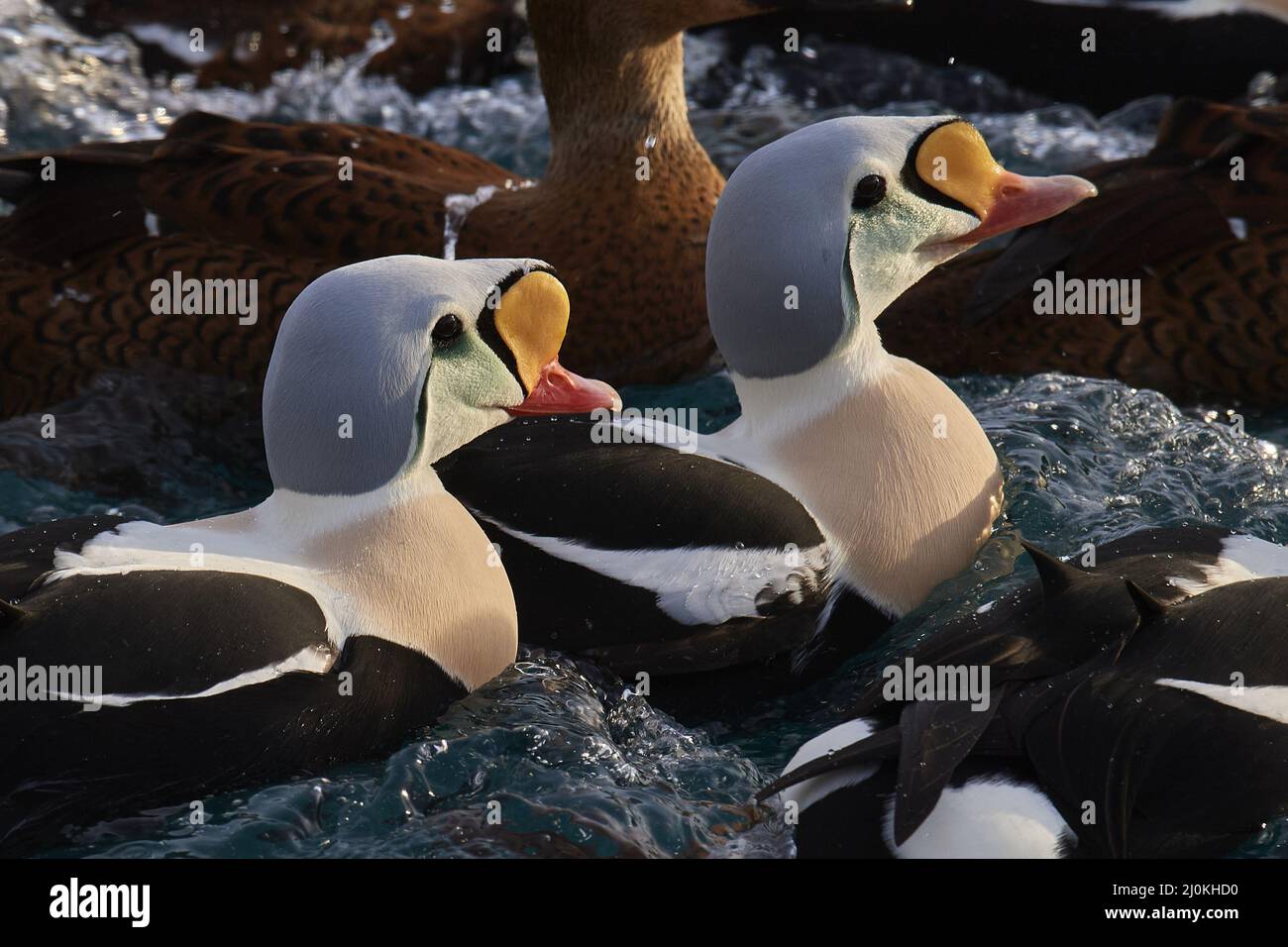 King eider somateria spectabilis common hi-res stock photography and ...