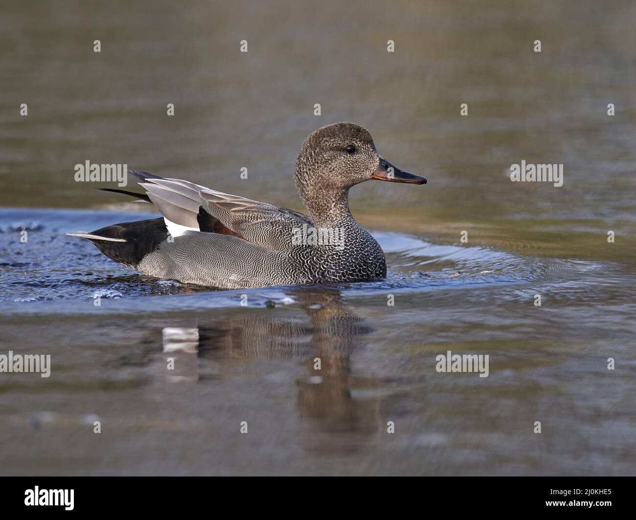 Gadwall male drake hi-res stock photography and images - Alamy