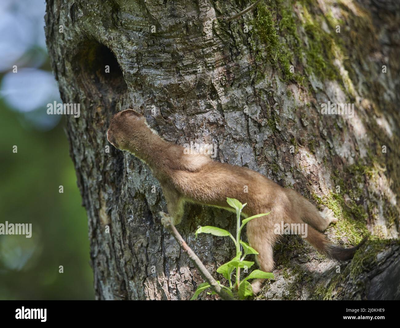 Weasel tree hi-res stock photography and images - Alamy