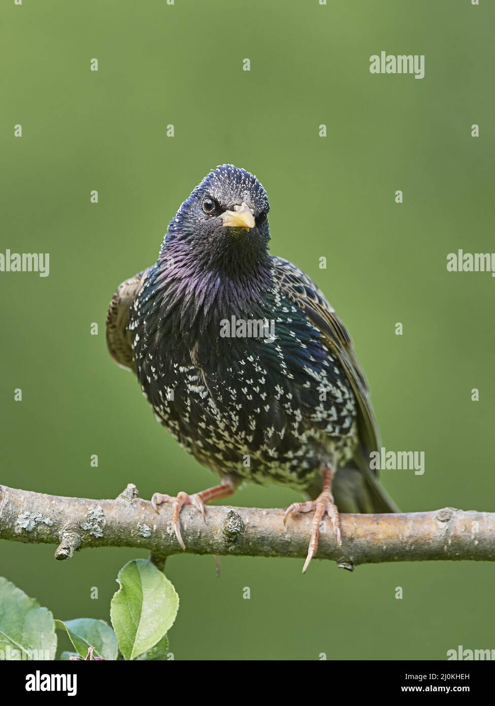 Star birds hi-res stock photography and images - Alamy