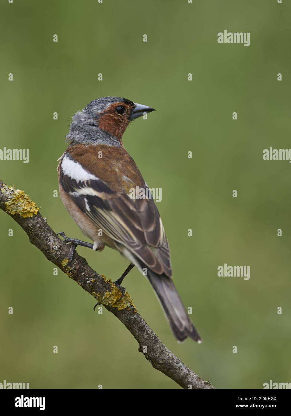 Singing chaffinch hi-res stock photography and images - Alamy